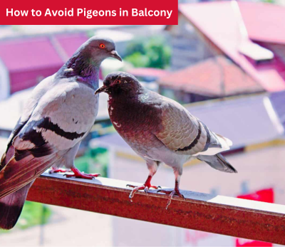 How to Avoid Pigeons in Balcony near me in Chennai | Call : 9000255232